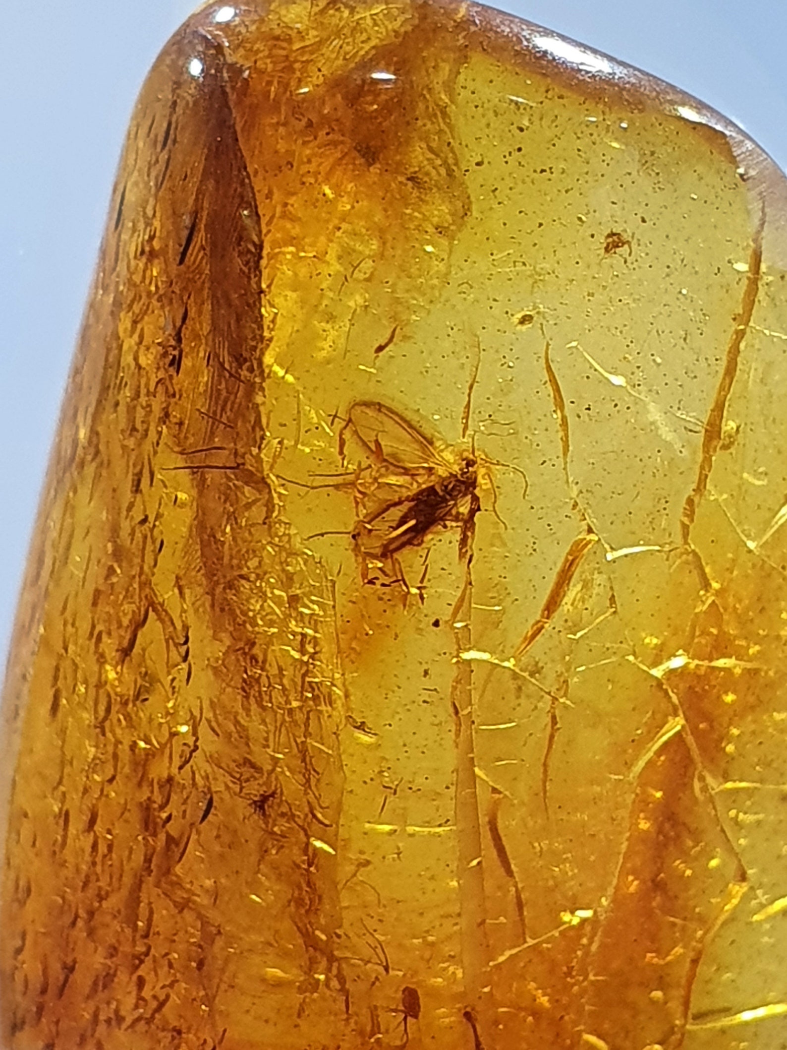 Insect in Amber Inclusion Fossil Baltic Amber Amber - Etsy