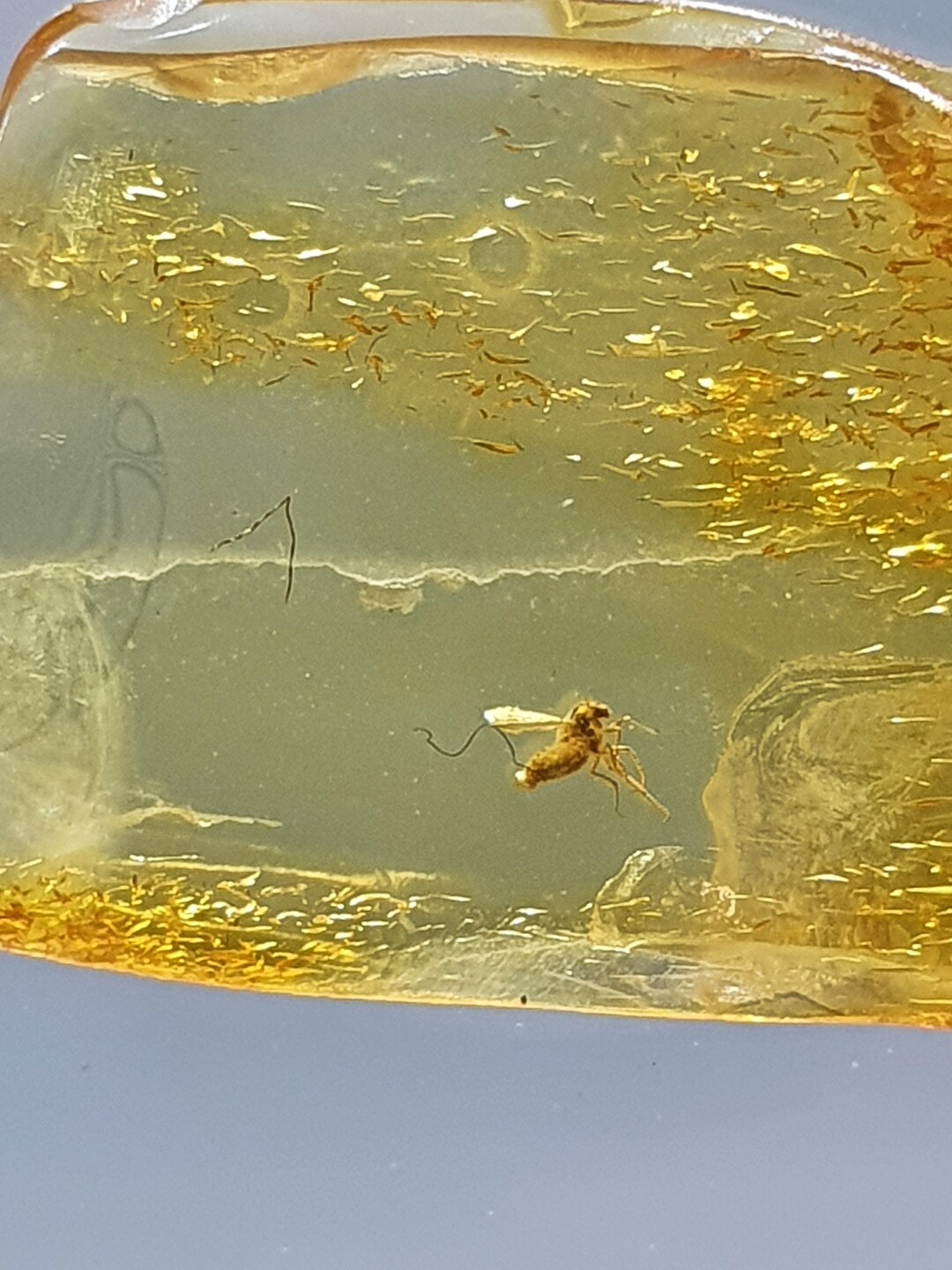 Insect Fossil in Amber Inclusion Fossil Baltic Amber - Etsy