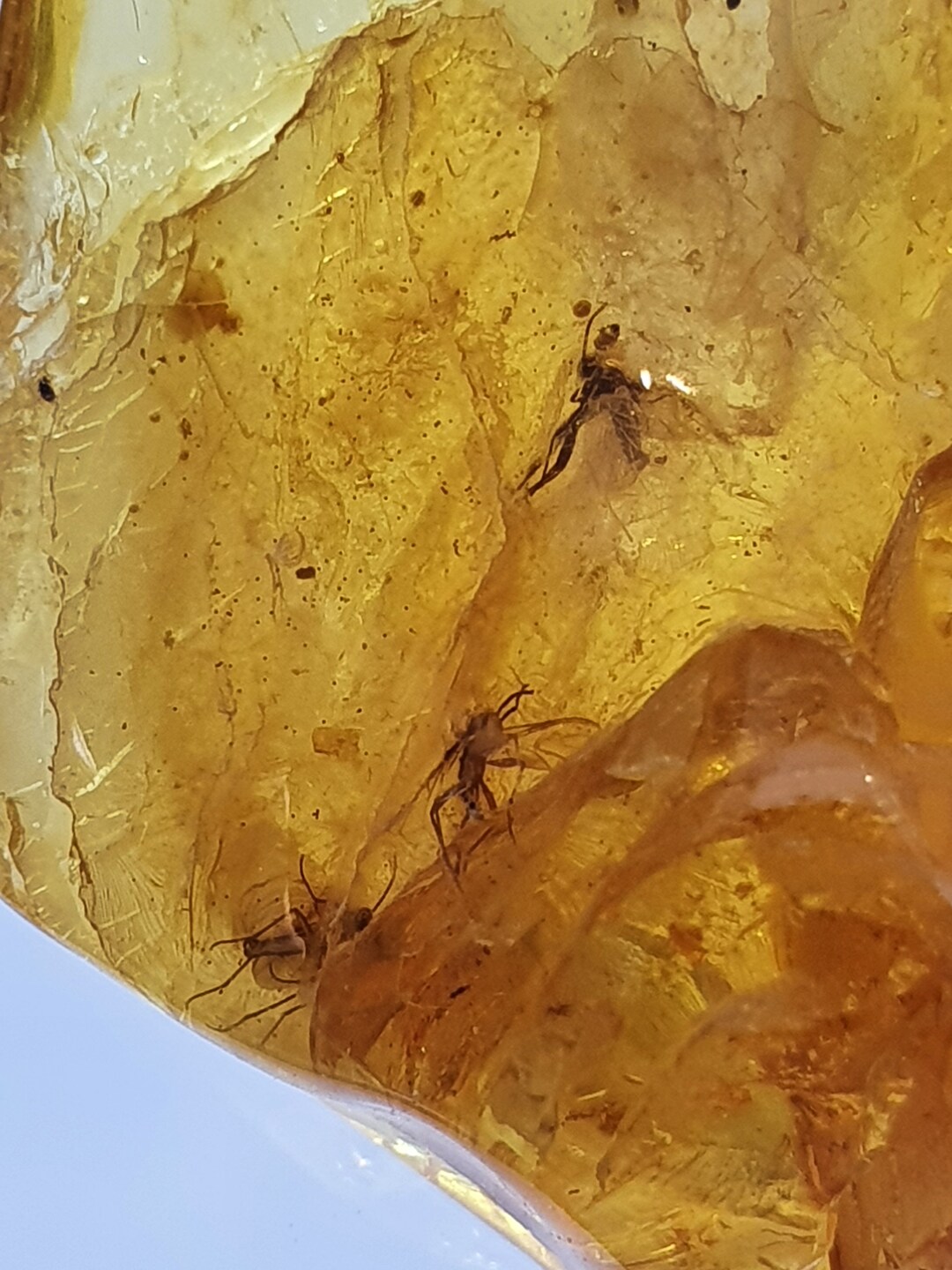 3 Insect Fossils Trapped in Amber Inclusion Fossil Baltic - Etsy