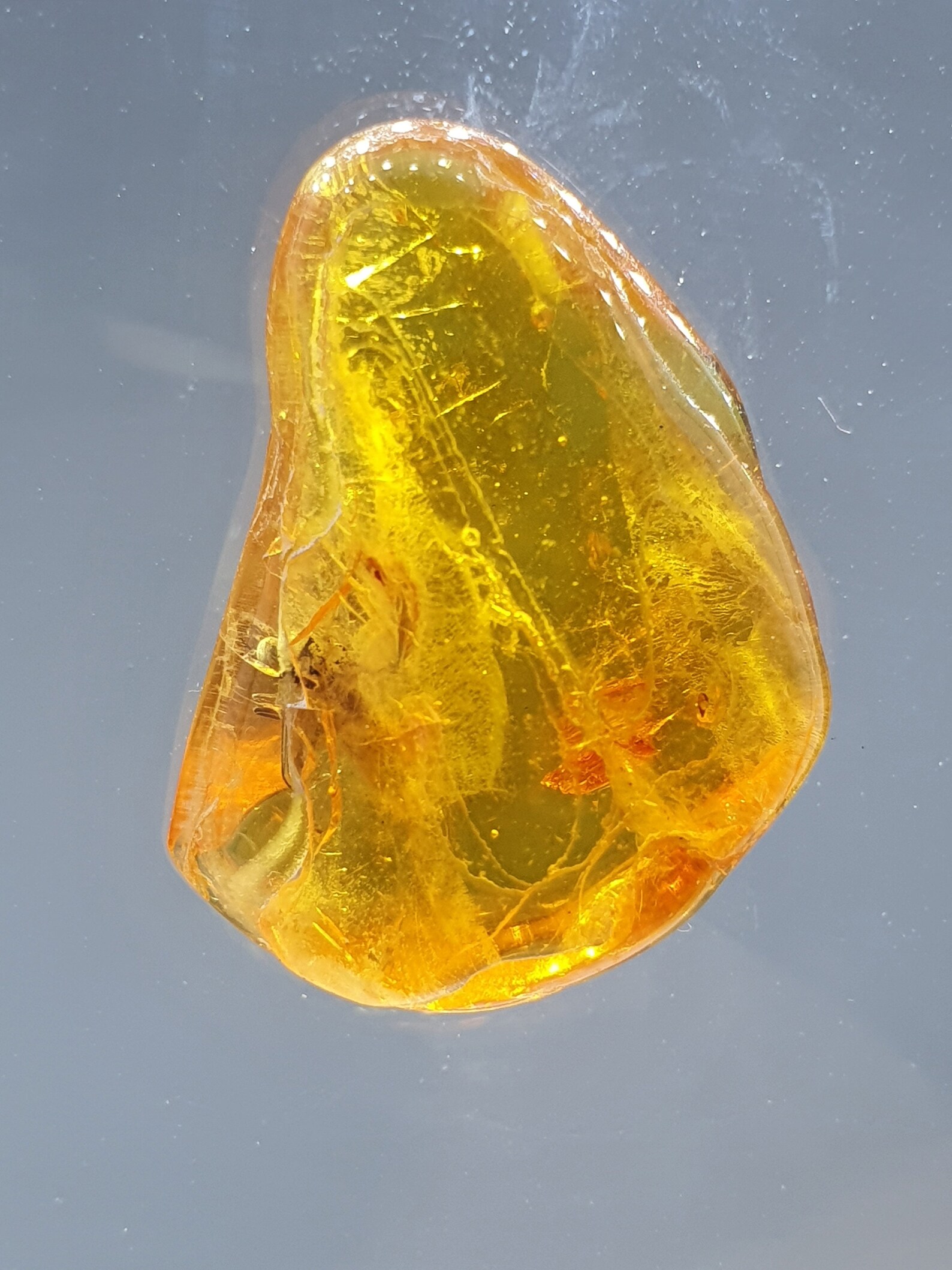 Insect in Amber Inclusion Fossil Baltic Amber Amber | Etsy