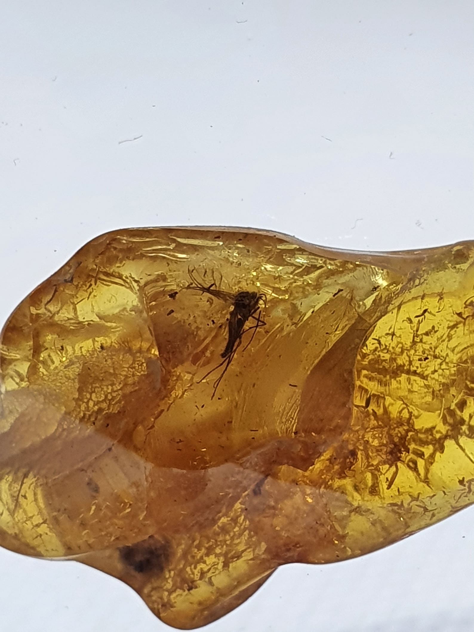 Insekt in Bernstein Inklusion fossil Baltischen Bernstein - Etsy.de