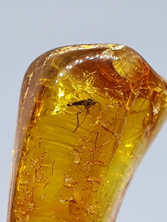 Insekt in Bernstein Einschluss Fossil Baltischer Bernstein | Etsy