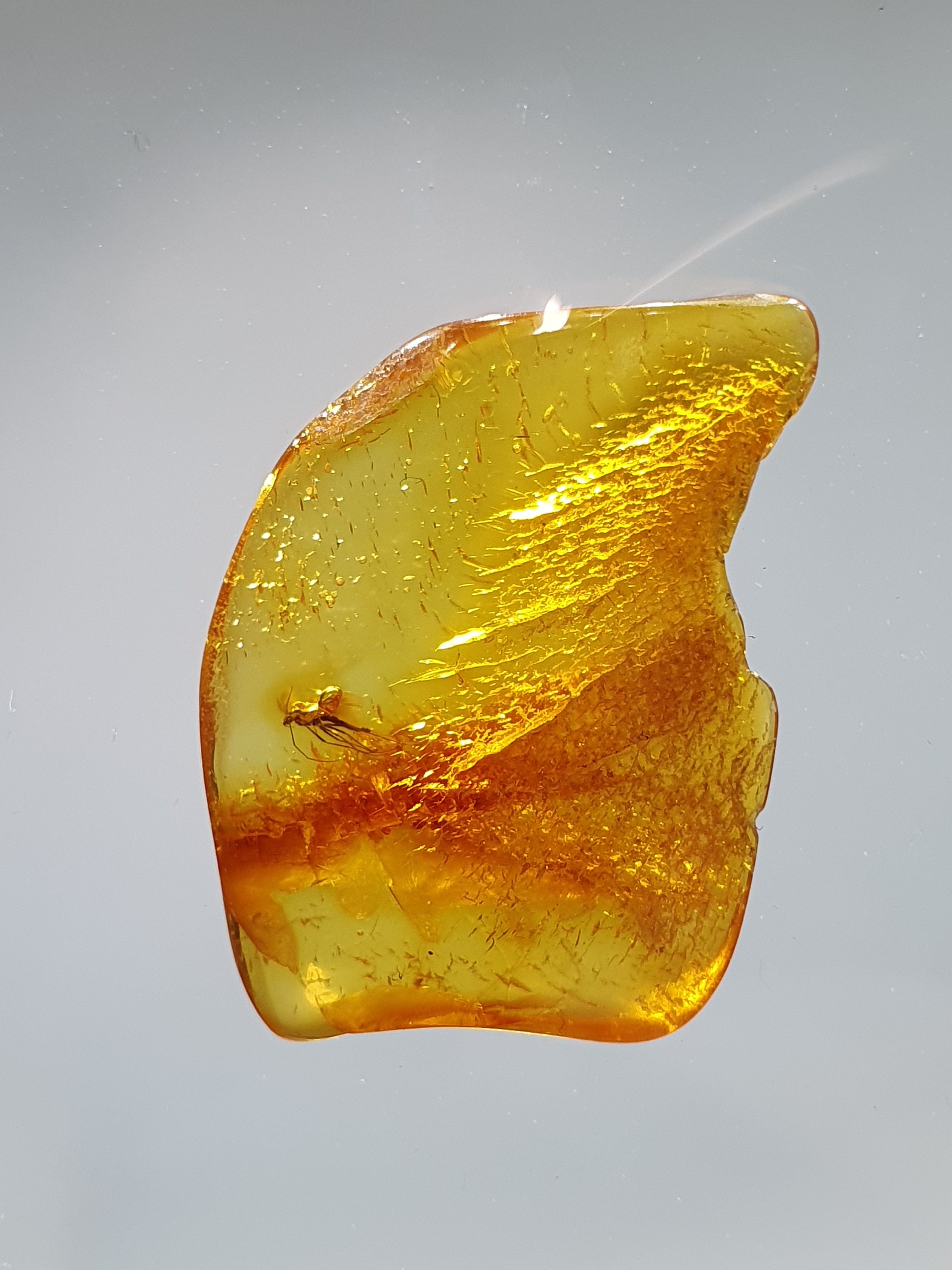 Insect fossil in amber Inclusion fossil Baltic amber | Etsy