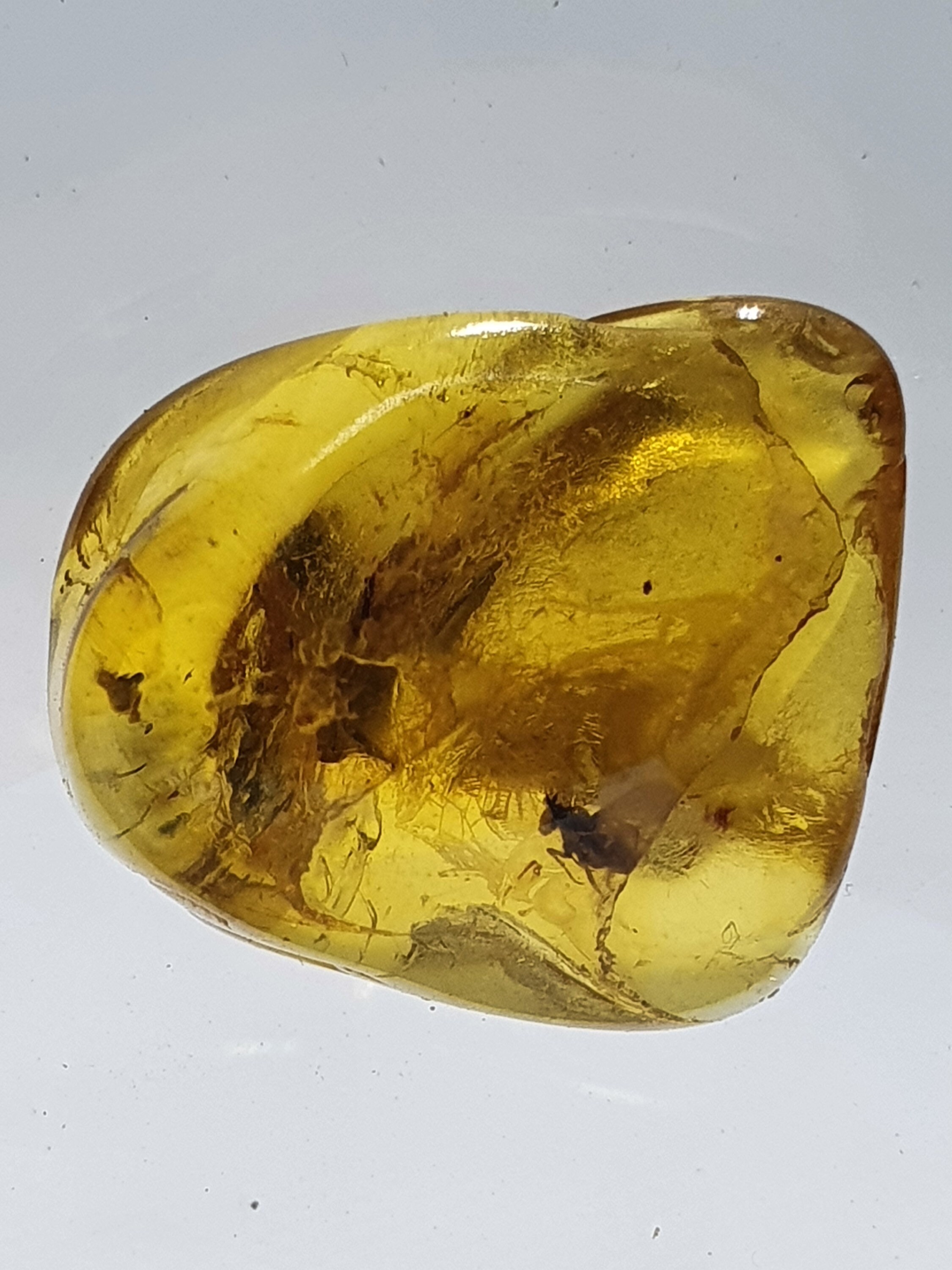 Insect in Baltic Amber Natural Gemstone Beautiful Amber - Etsy