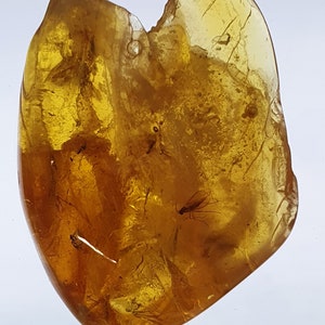 3 Insect Fossils Trapped in Amber Inclusion Fossil Baltic - Etsy