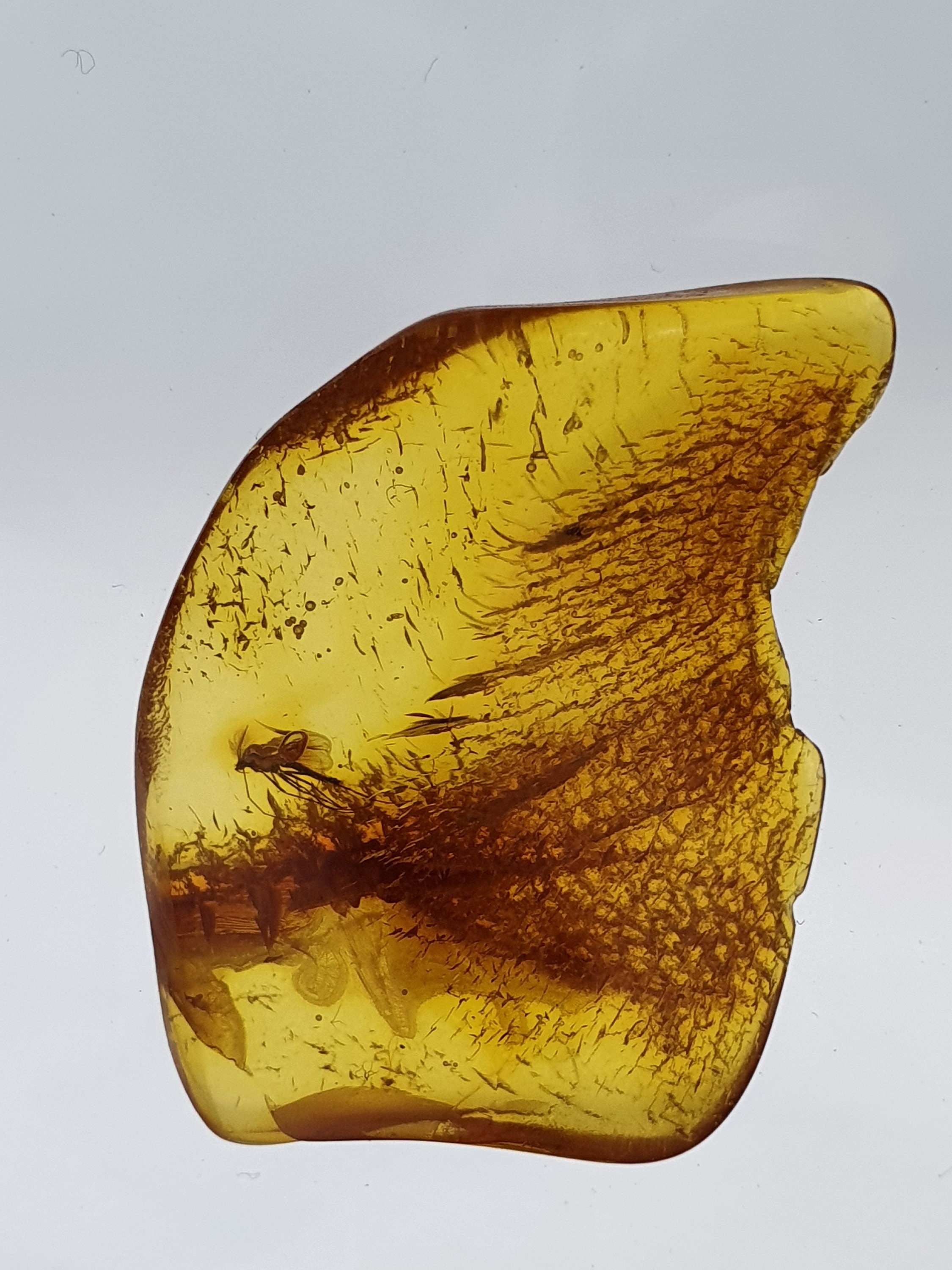 Insect fossil in amber Inclusion fossil Baltic amber | Etsy