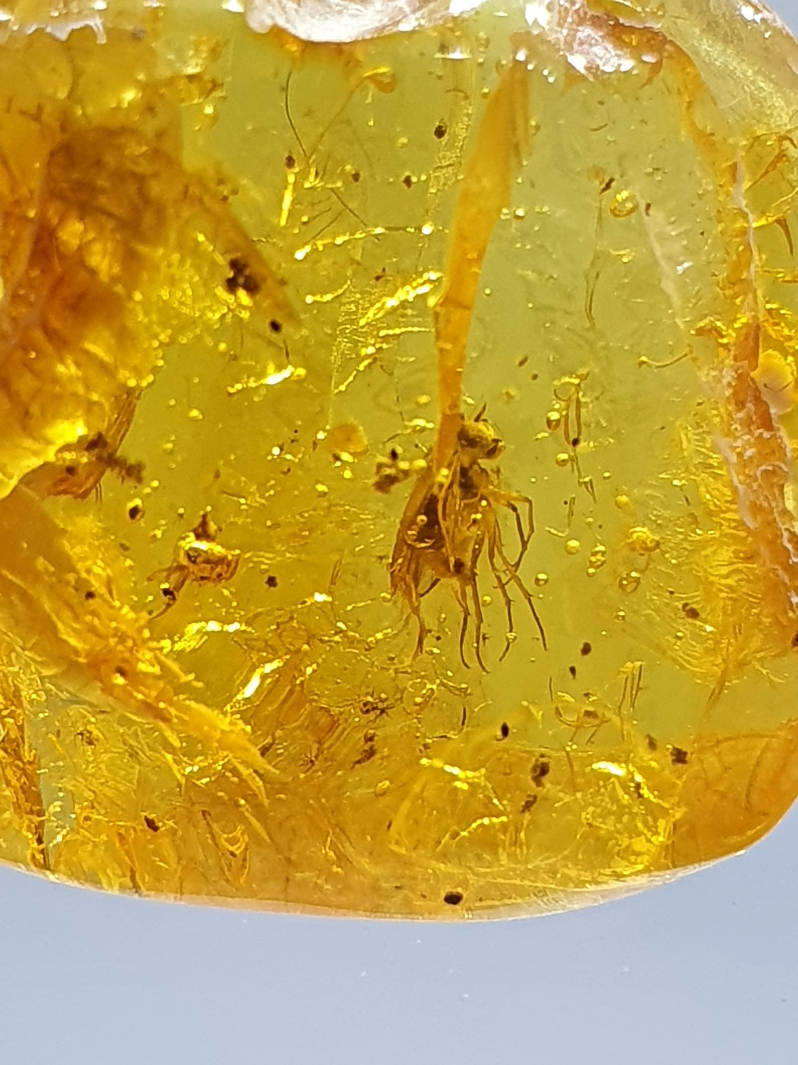 Fly Fossil Trapped in Amber Inclusion Fossil Baltic Amber | Etsy