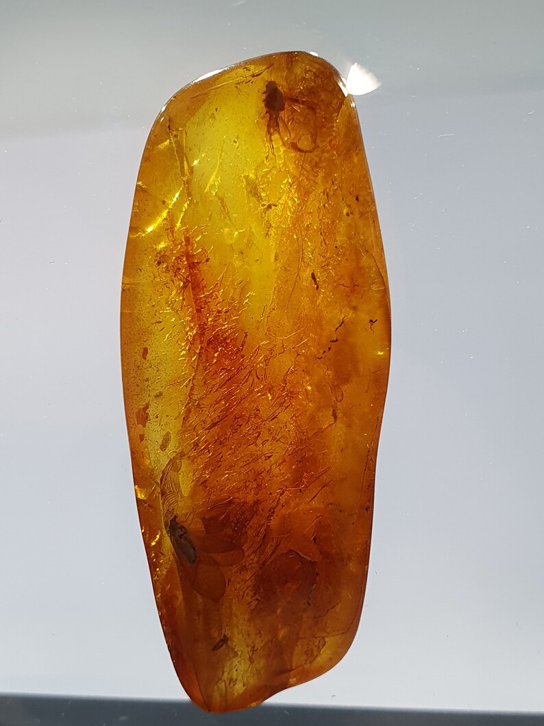 Insect in Amber Inclusion Fossil Baltic Amber Amber - Etsy