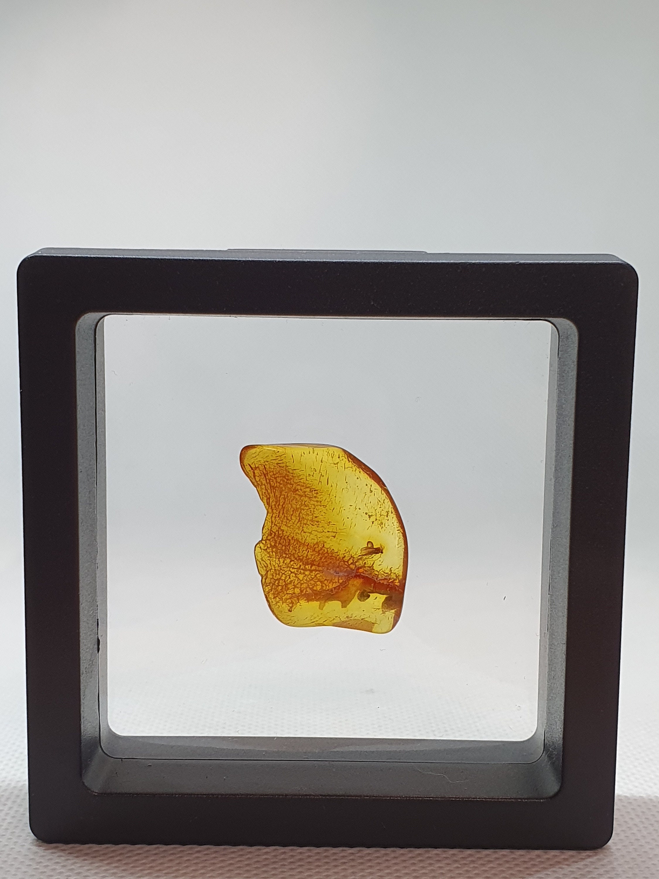 Insect fossil in amber Inclusion fossil Baltic amber | Etsy