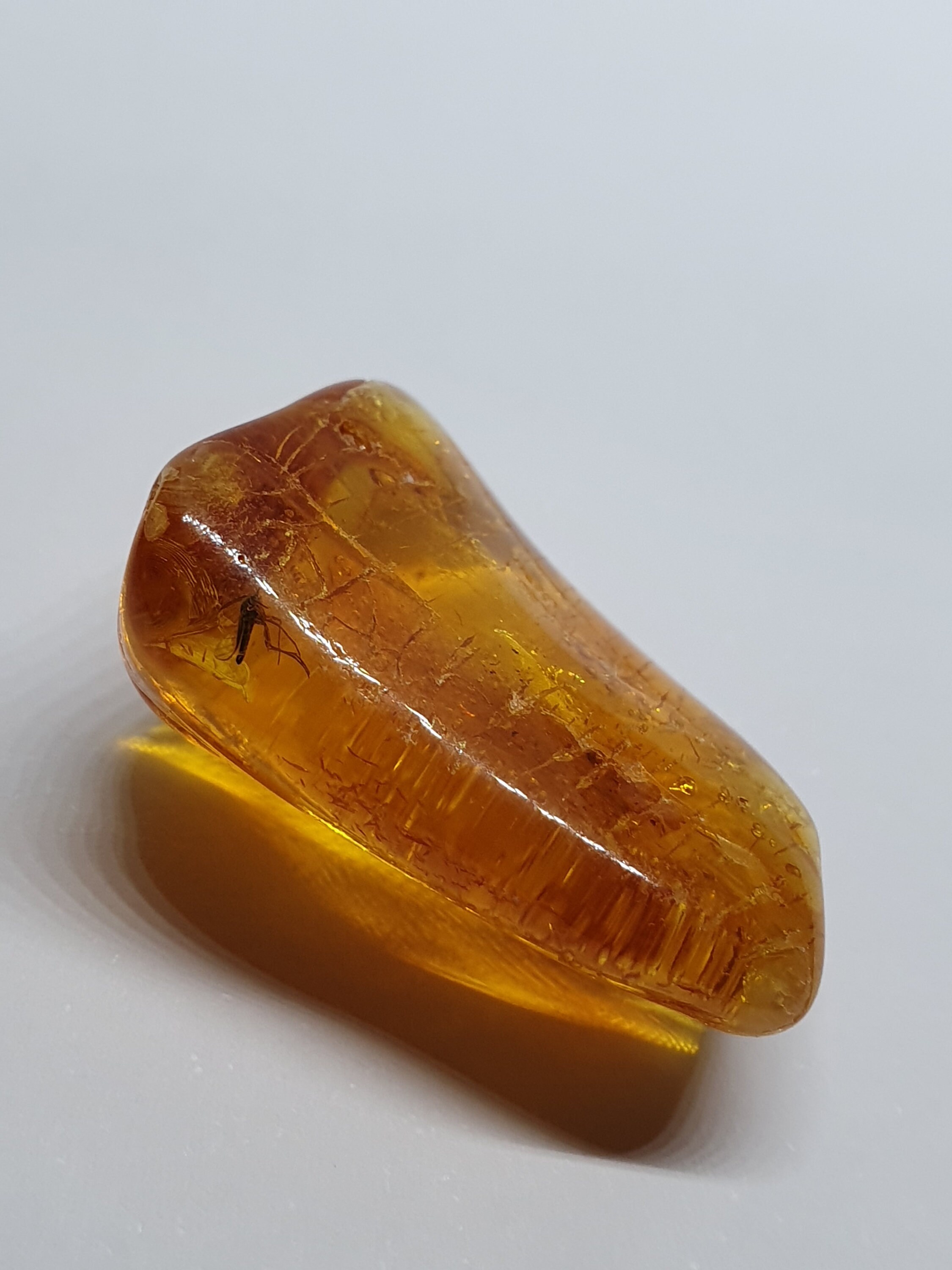 Insekt in Bernstein Einschluss Fossil Baltischer Bernstein | Etsy