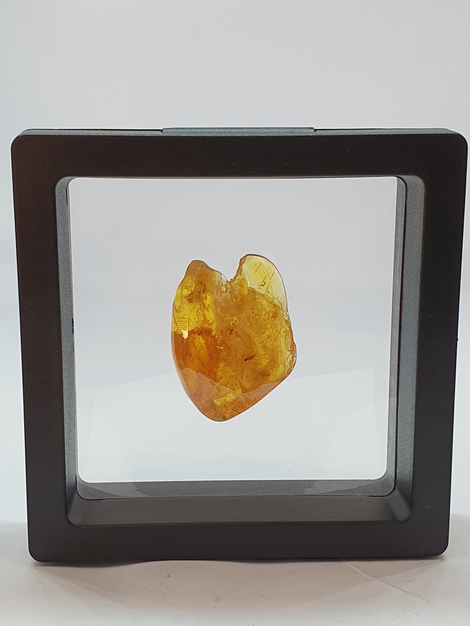 3 Insect Fossils Trapped in Amber Inclusion Fossil Baltic - Etsy
