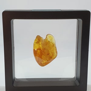 3 Insect Fossils Trapped in Amber Inclusion Fossil Baltic - Etsy