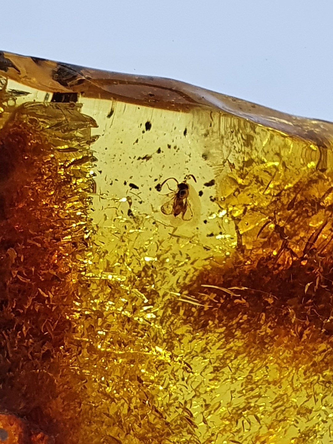 Insect in Amber Inclusion Fossil Baltic Amber Amber - Etsy