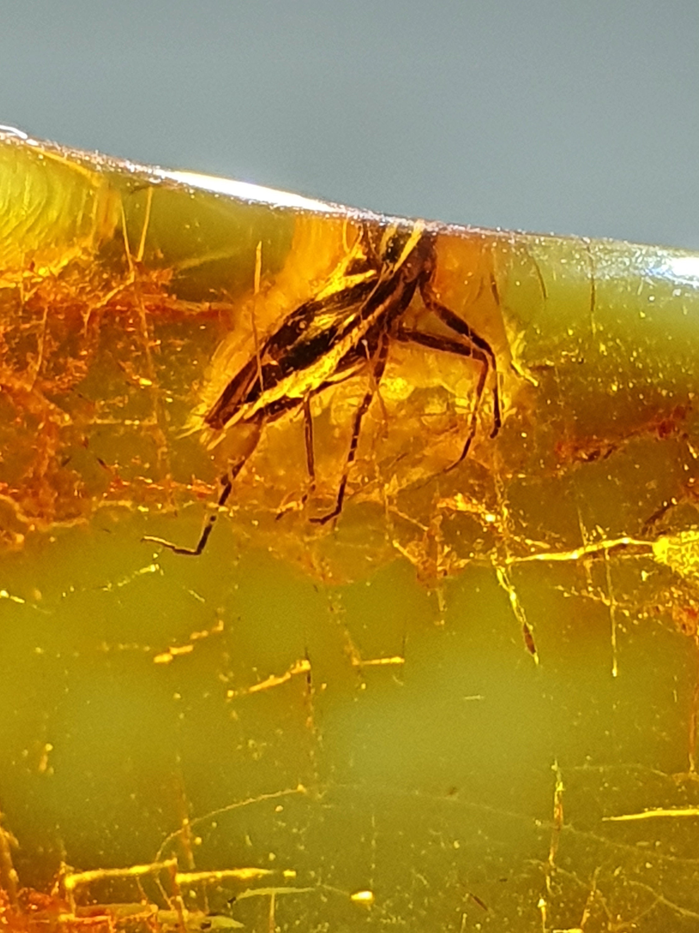 Big 920 g Baltic amber with an insect inside Amber | Etsy