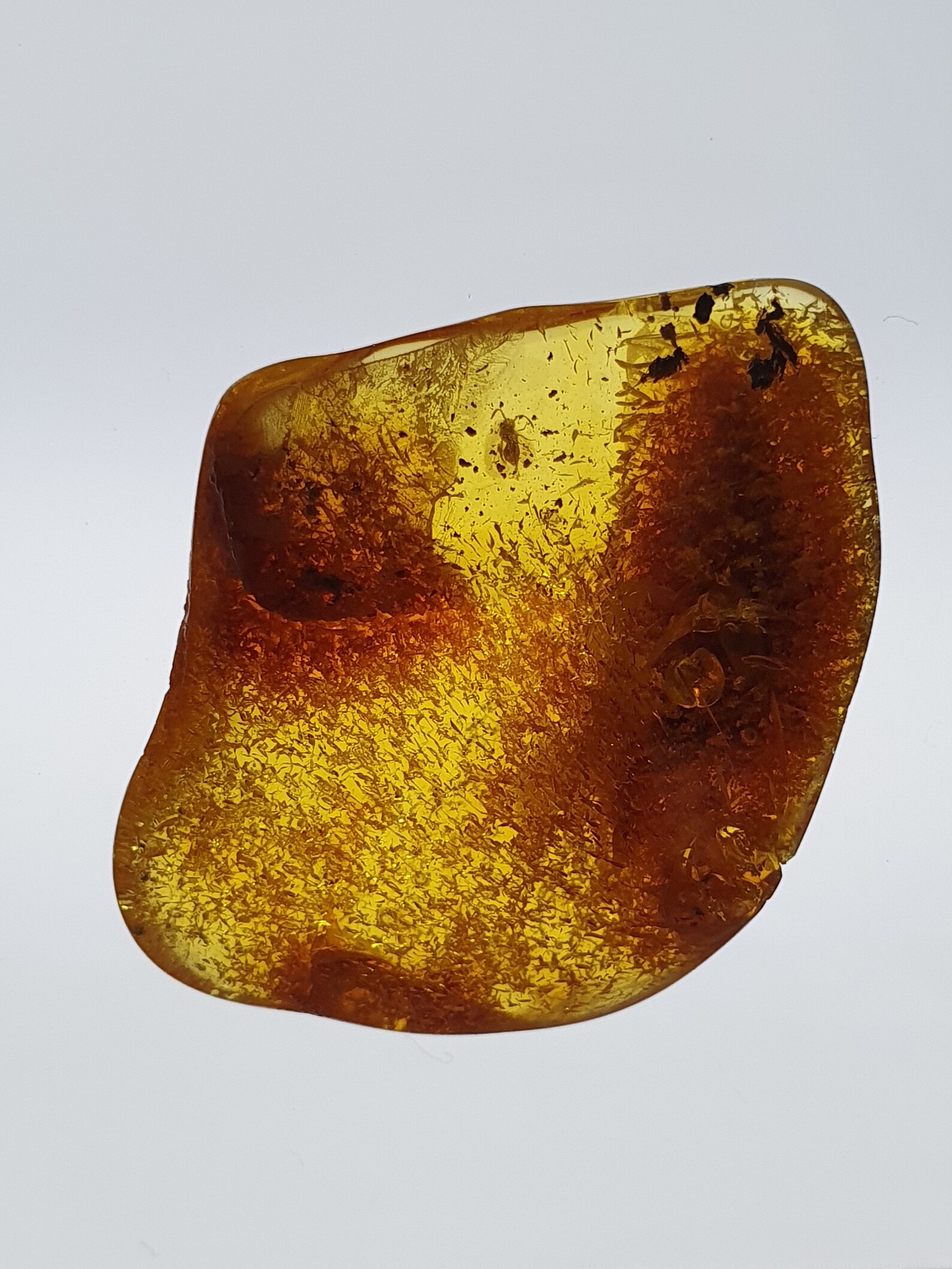 Insect in Amber Inclusion Fossil Baltic Amber Amber - Etsy