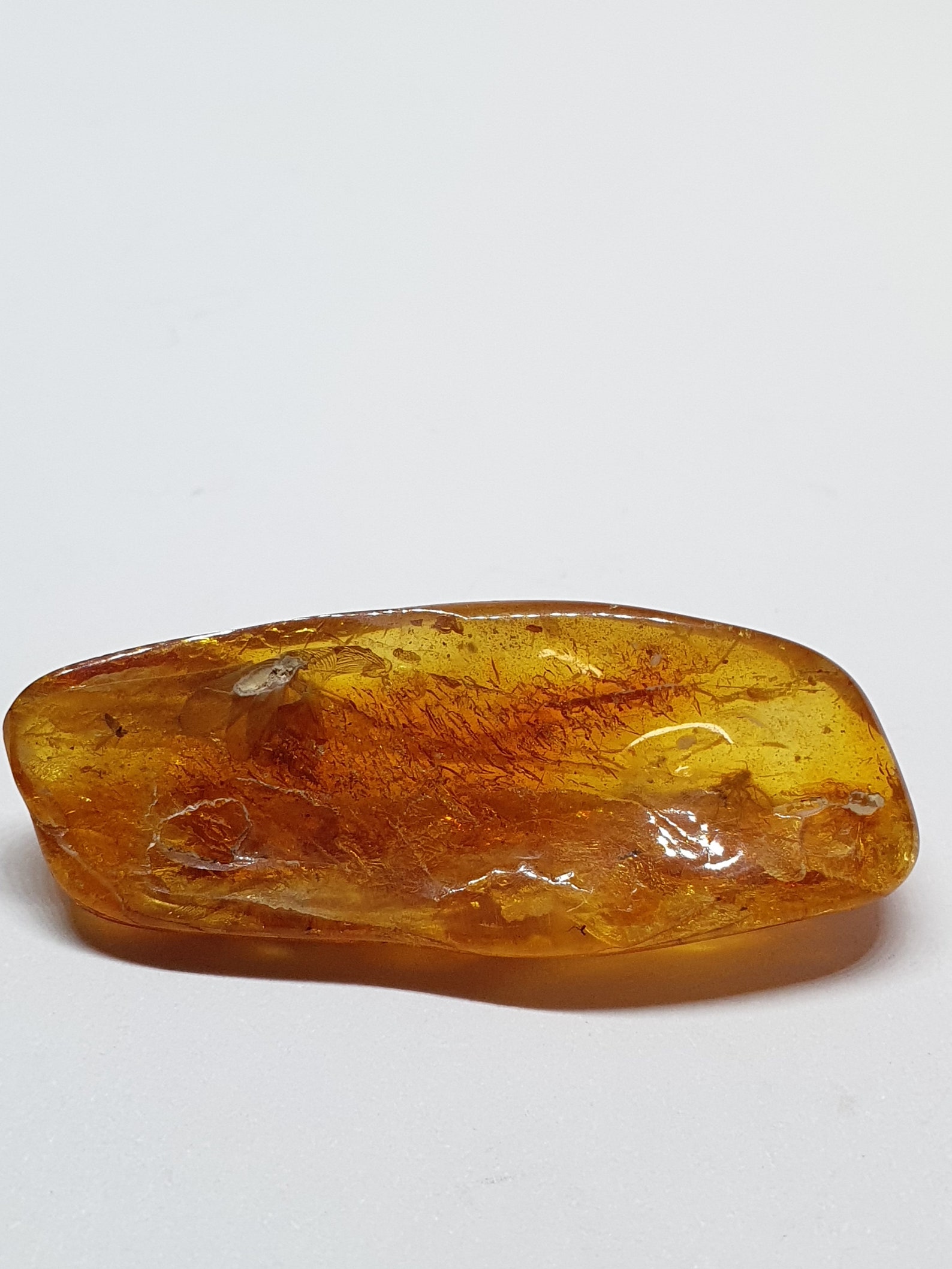 Insect in Amber Inclusion Fossil Baltic Amber Amber - Etsy