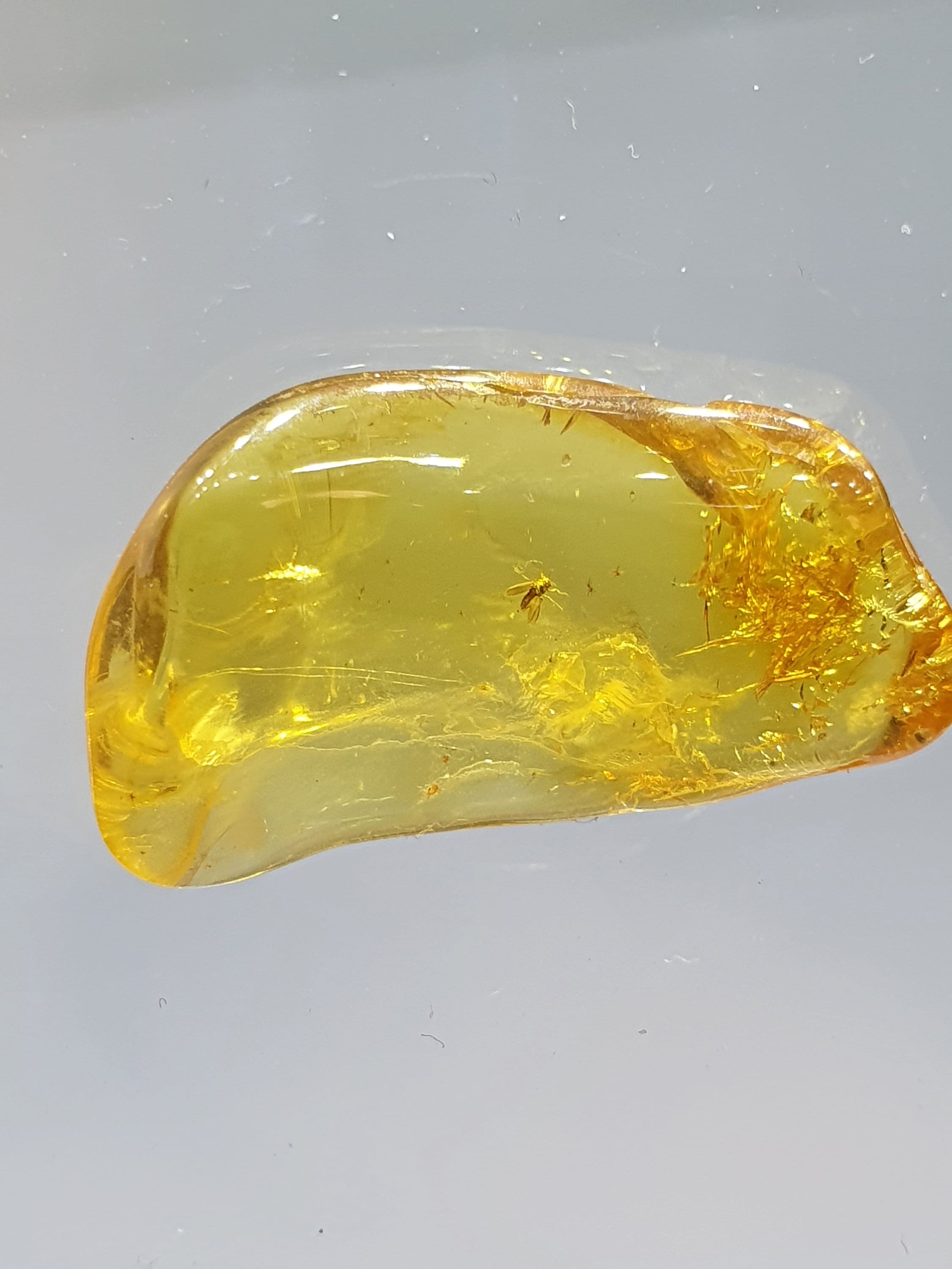 Insect fossil in amber Inclusion fossil Baltic amber | Etsy