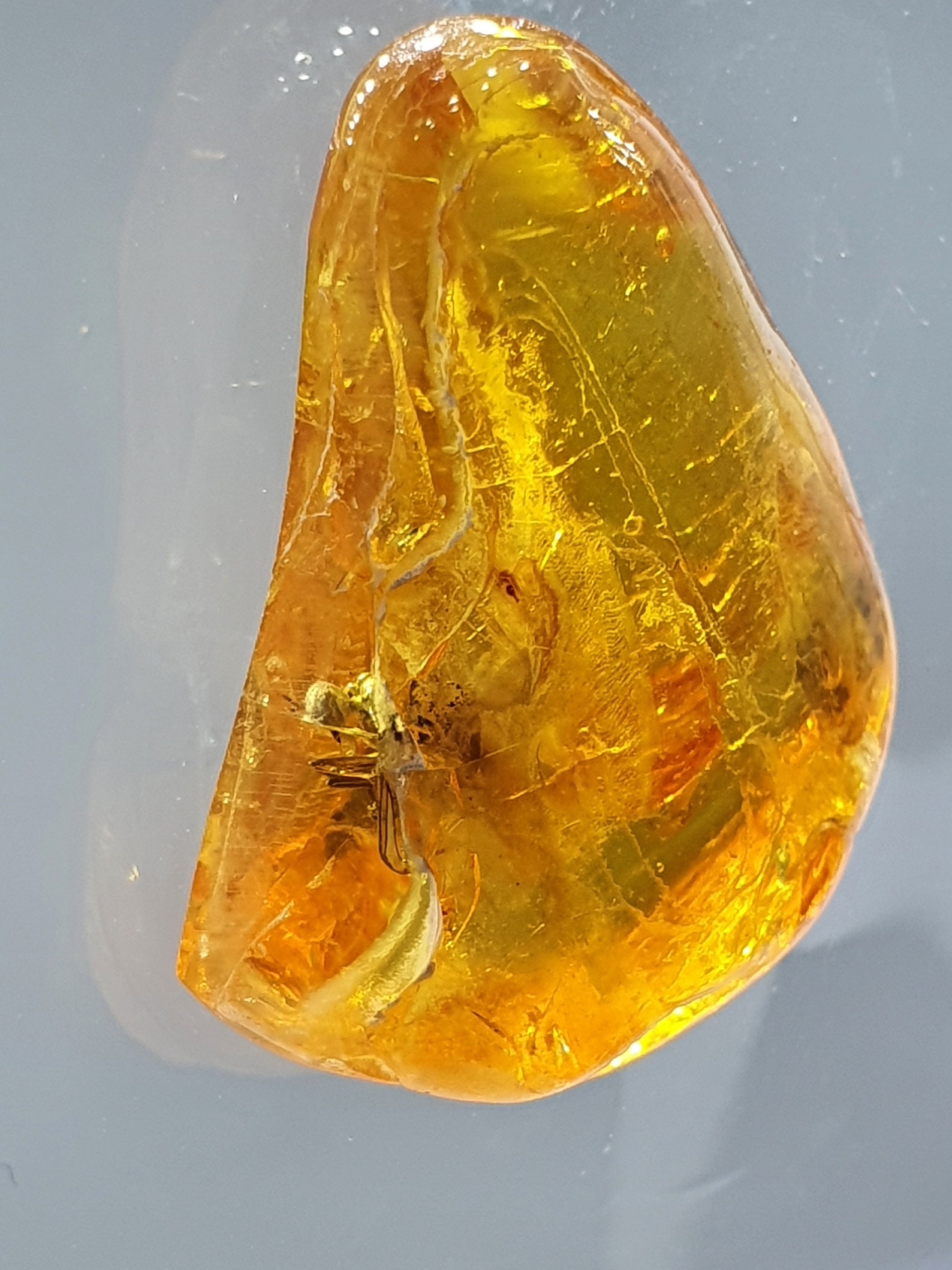 Insect in Amber Inclusion Fossil Baltic Amber Amber | Etsy