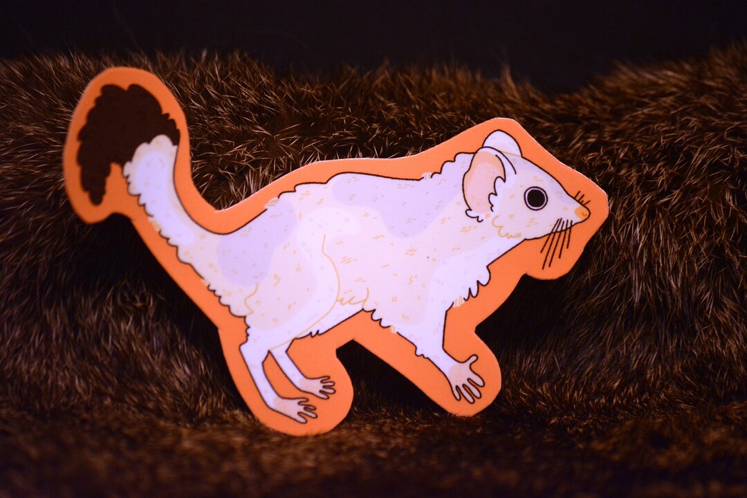 Kowari dasyuroides Byrnei Kariri Marsupial Animal Sticker Biodiversity ...