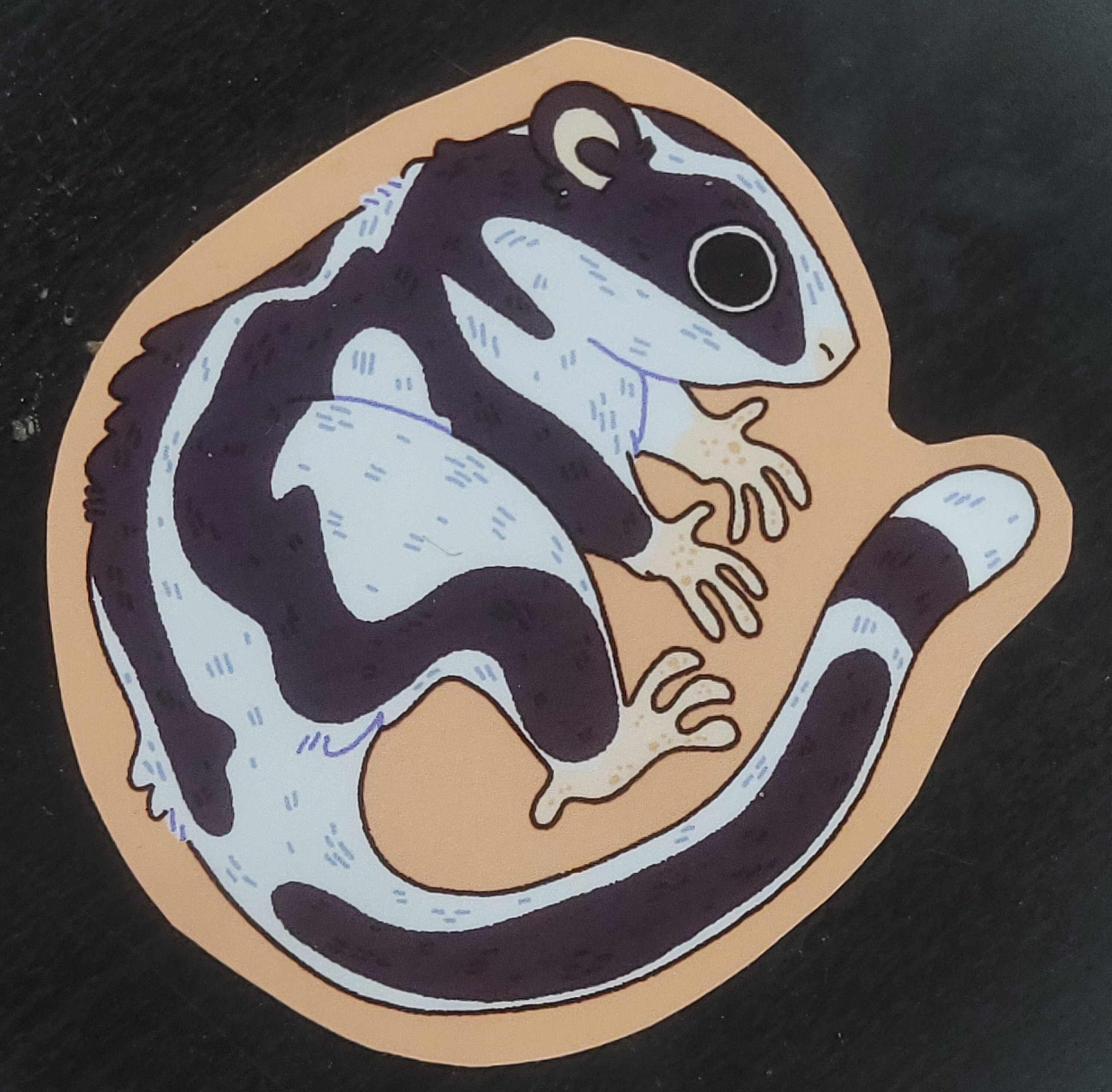 Common Striped Possum dactylopsila Trivirgata Sticker Marsupial Mammal ...