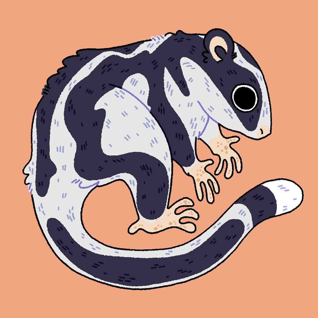 Common Striped Possum dactylopsila Trivirgata Sticker - Etsy
