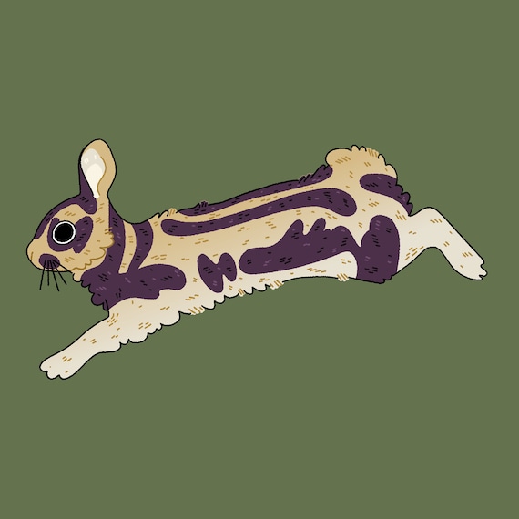 Sumatran Striped Rabbit