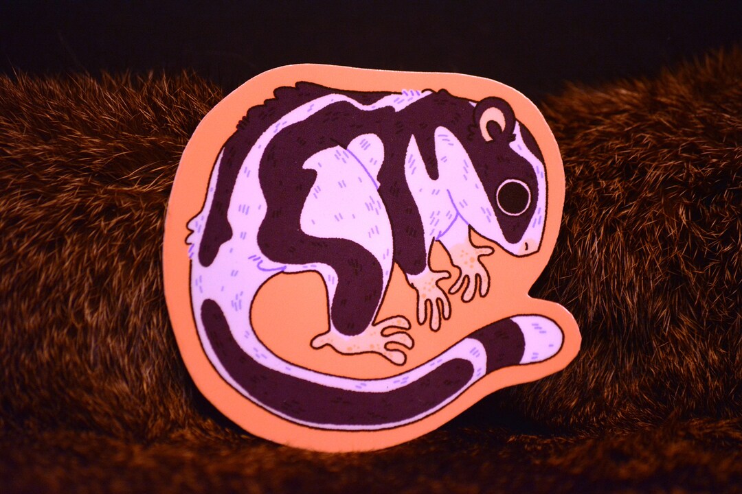 Common Striped Possum dactylopsila Trivirgata Sticker Marsupial Mammal ...