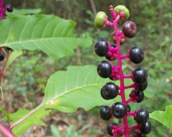 Florida Native Seeds - Etsy