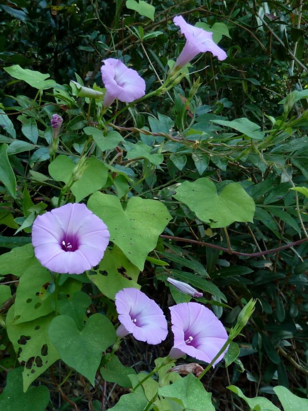 15 Tievine Seeds - Ipomoea Cordatotriloba - Florida Native Morning ...