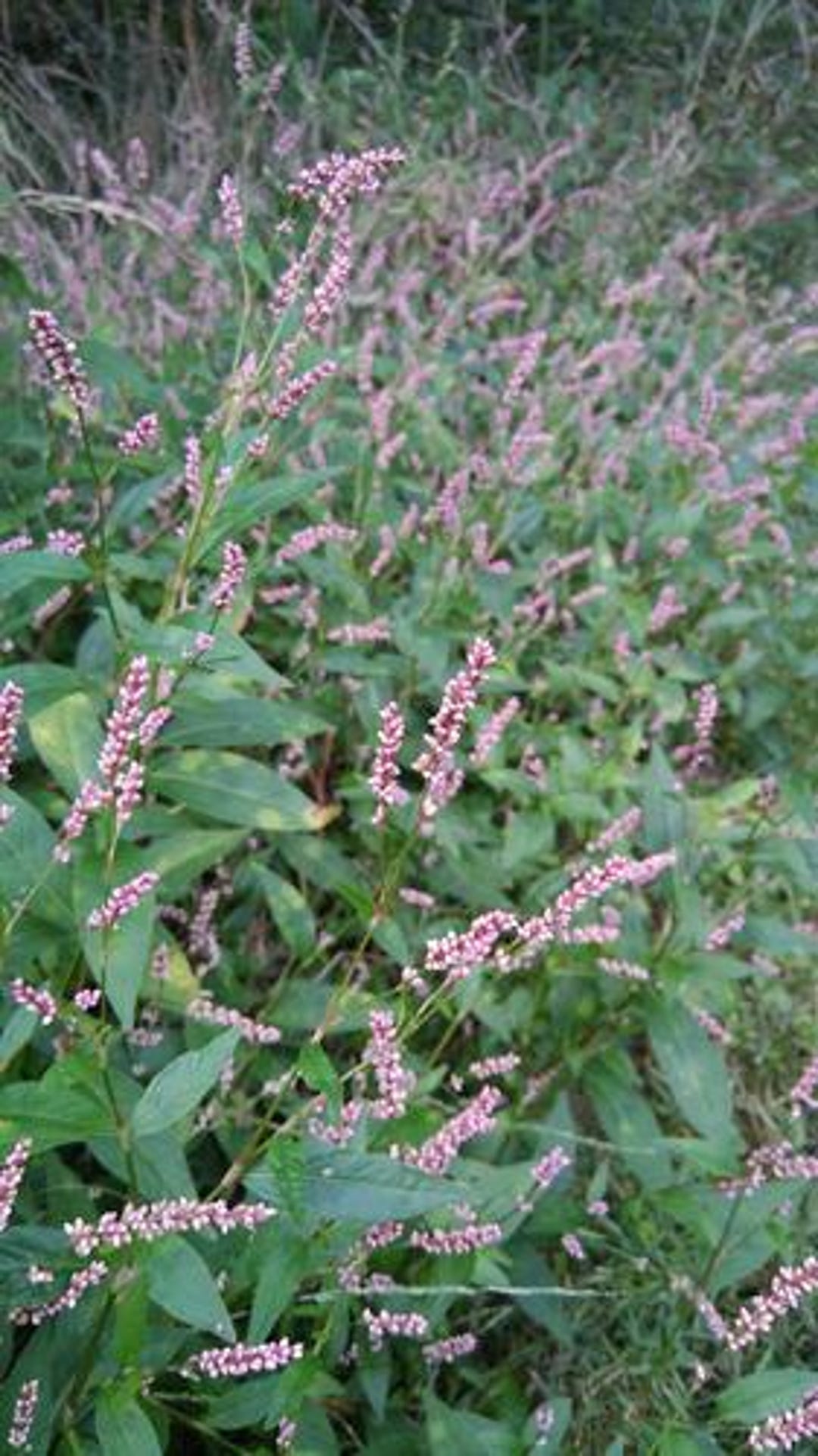 80 Seeds Persicaria Punctata - Pink Smartweed - Florida Native ...