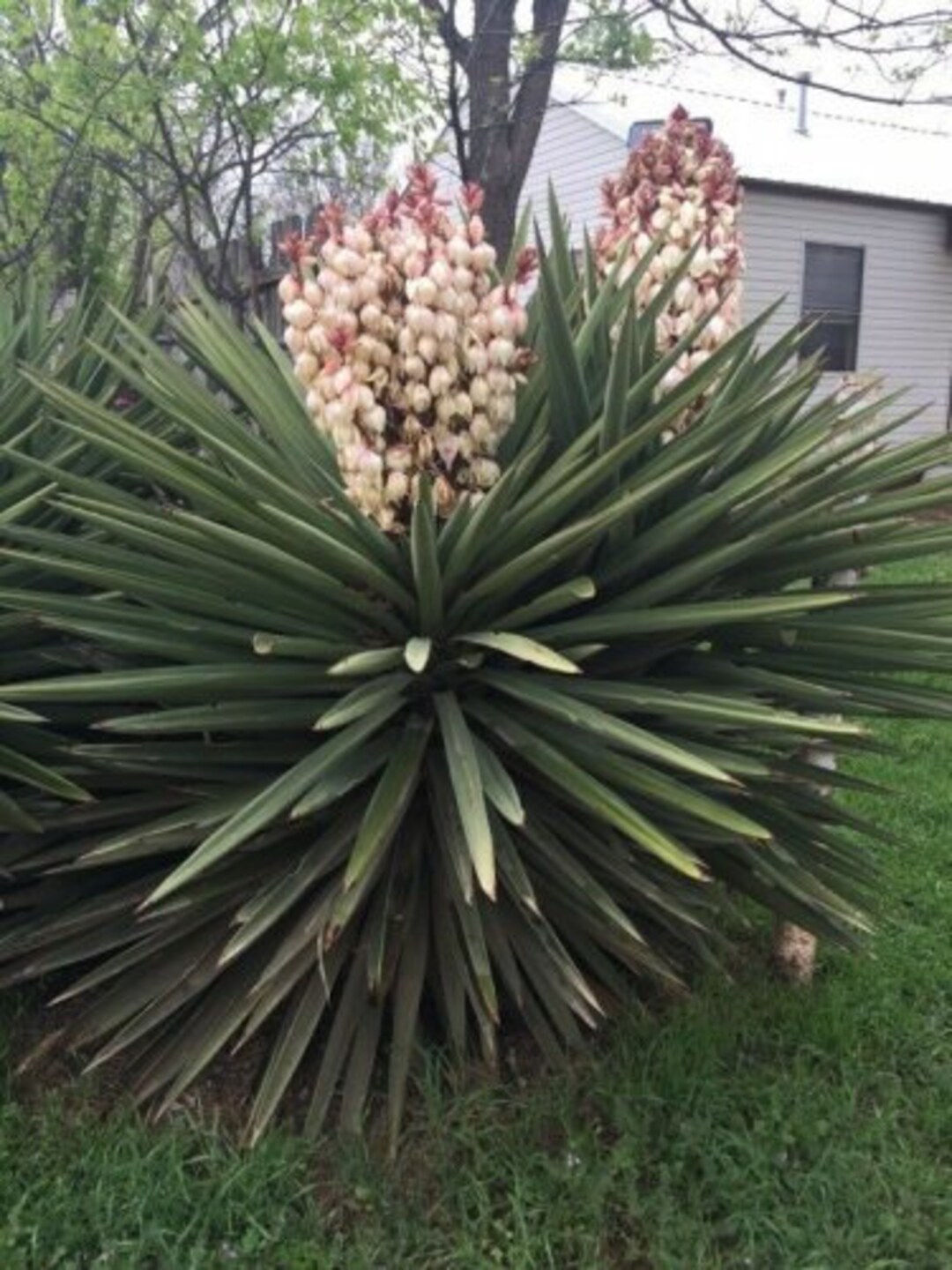 15 Seeds Spanish Bayonet - Yucca Aloifolia, Dagger Plant, Aloe Yucca ...