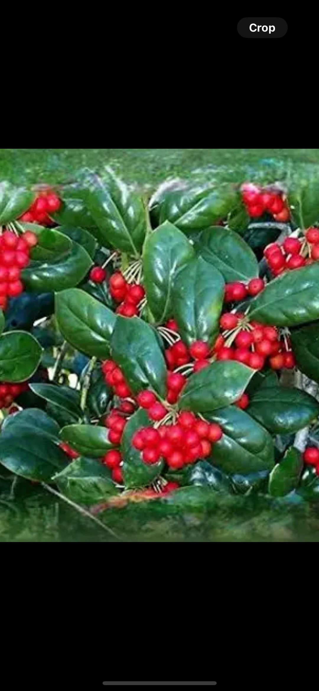20 Seeds Dwarf Burford Holly - Ilex Cornuta - Etsy