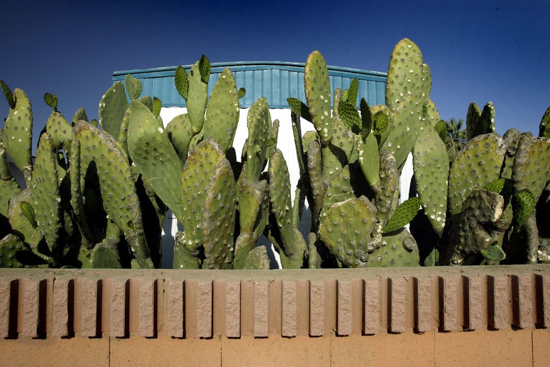 2 Nopales Prickly Pear Cactus Pad for Growing Your Own Cactus - Edible ...