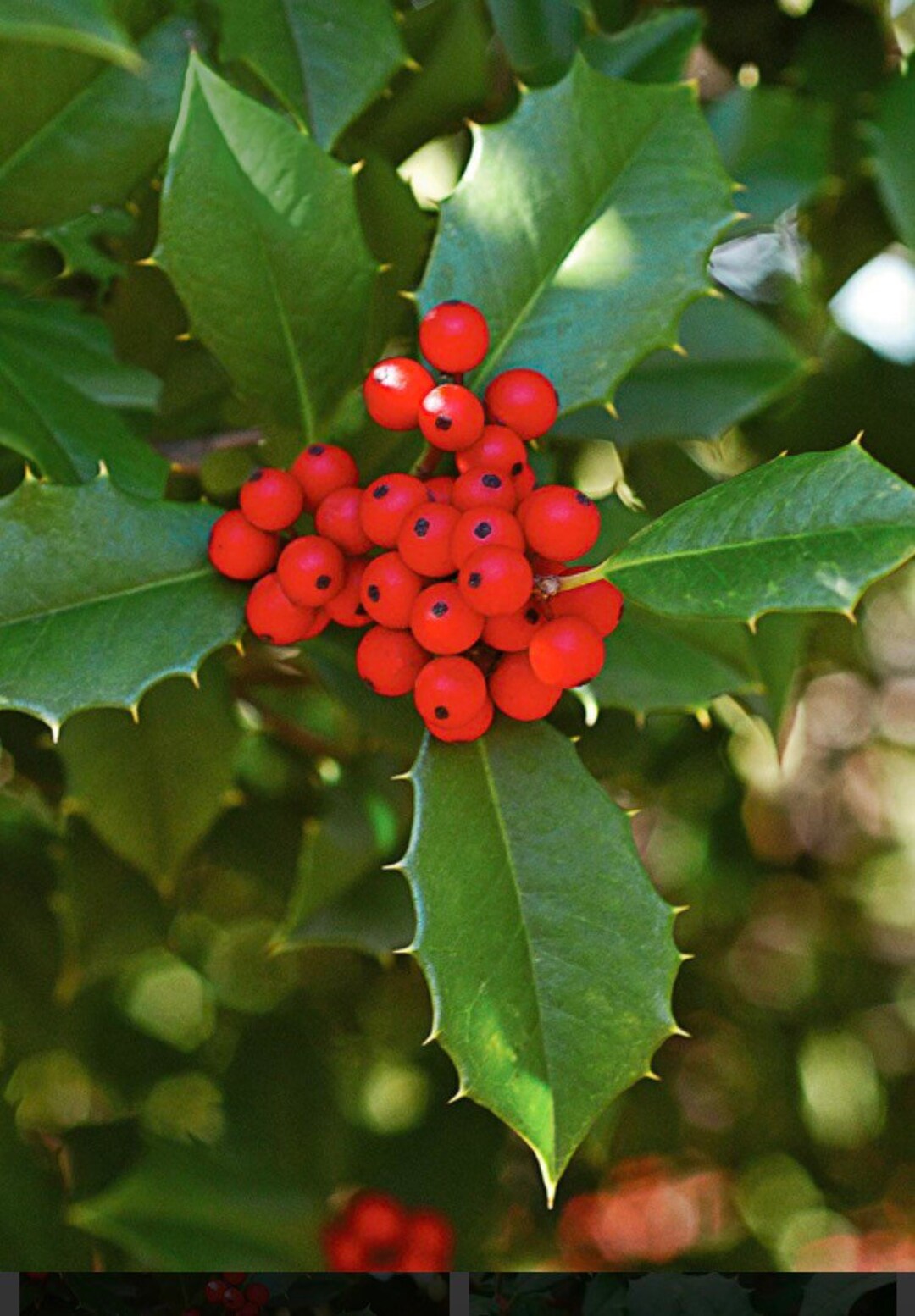50 American Holly Seeds - Etsy