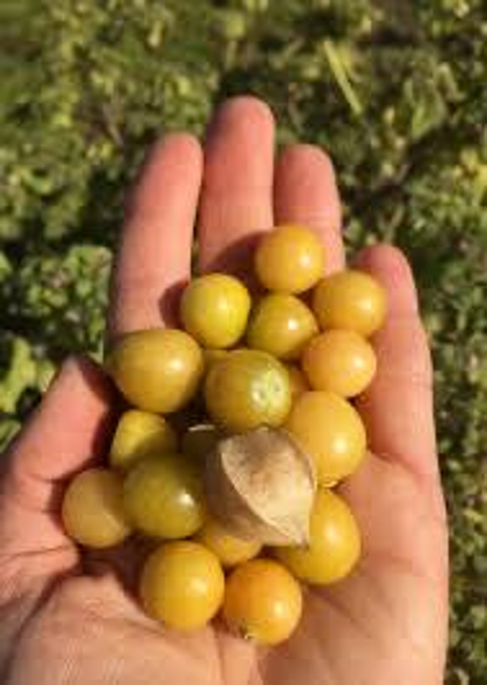 30 Seeds Ground Cherry, Gooseberry - Etsy