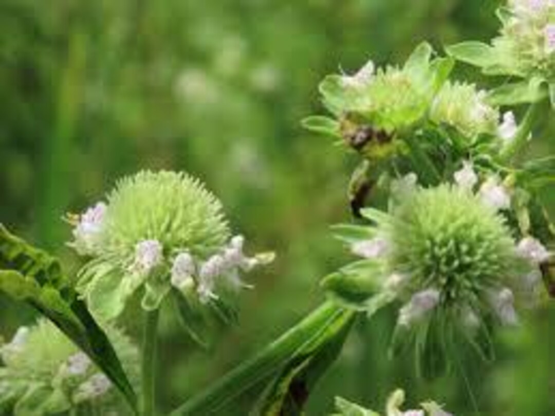 20 Seeds Clustered Bushmint - Florida Native - Etsy