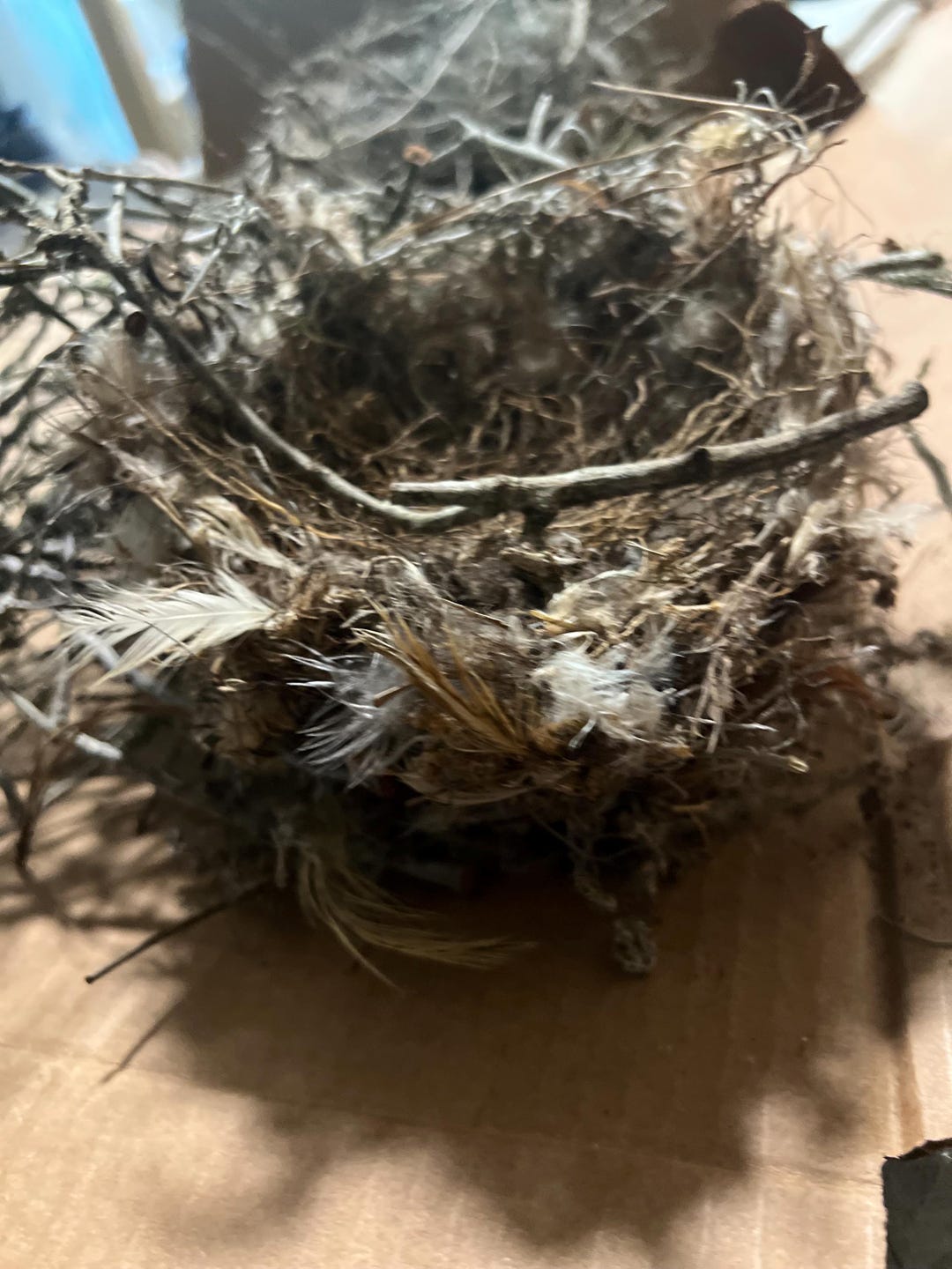 Real Bird Nest Natural Found Abandoned in the Wild Woods - Etsy