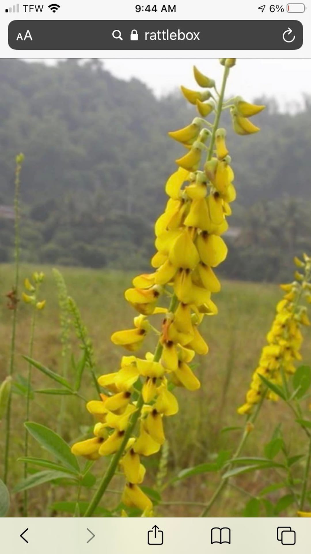 30 Showy Rattlebox Seeds Pretty Yellow Blooms Fun Musical Plant - Etsy