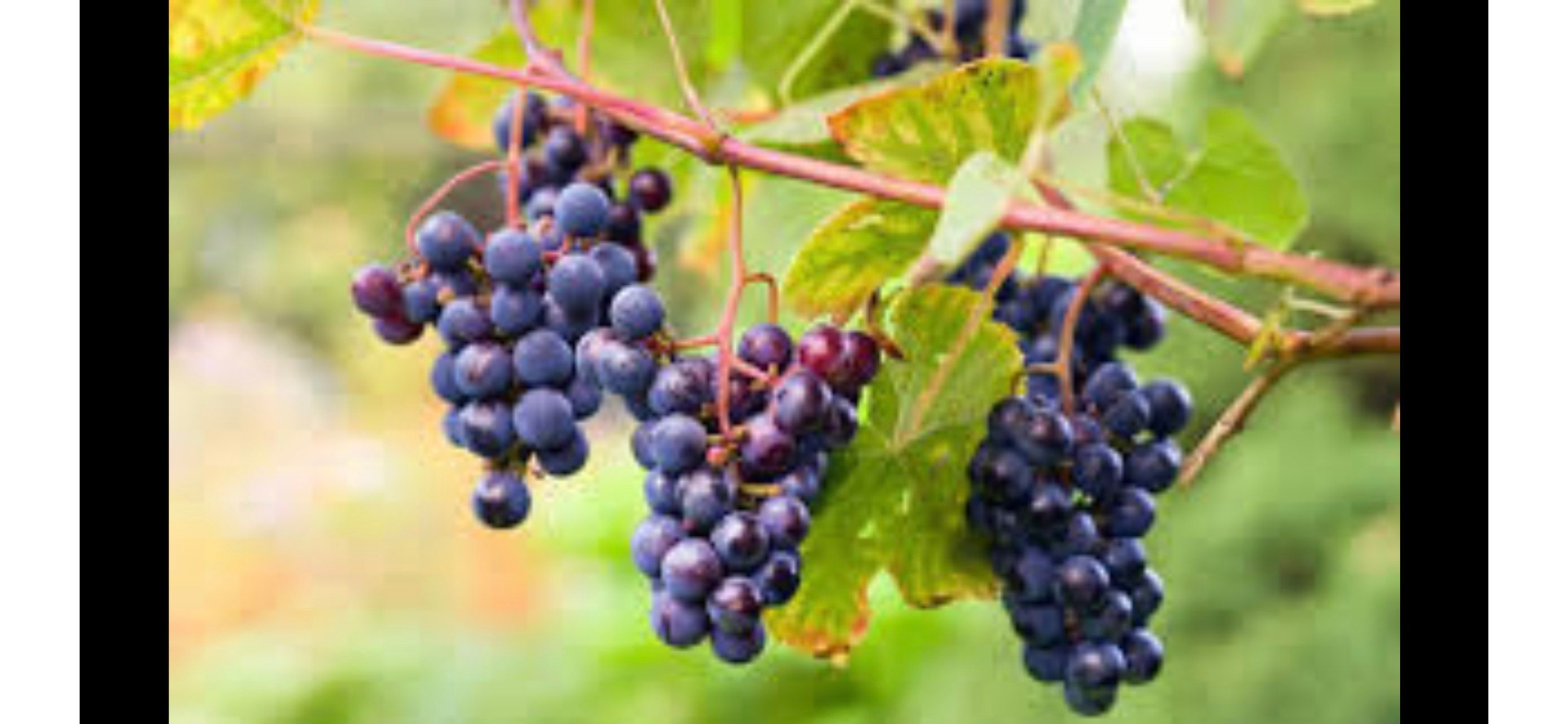 15 Southern Fox Grapes Seeds - Etsy