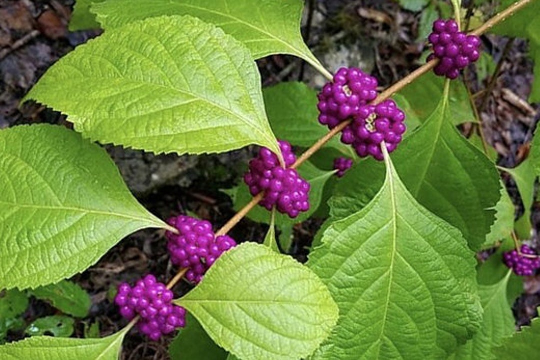 50 American Beauty Berry Seeds: American Beautyberry Bush Callicarpa ...