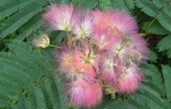 50 Mimosa Silk Tree Seeds Albizia Julibrissin Hummingbirds | Etsy