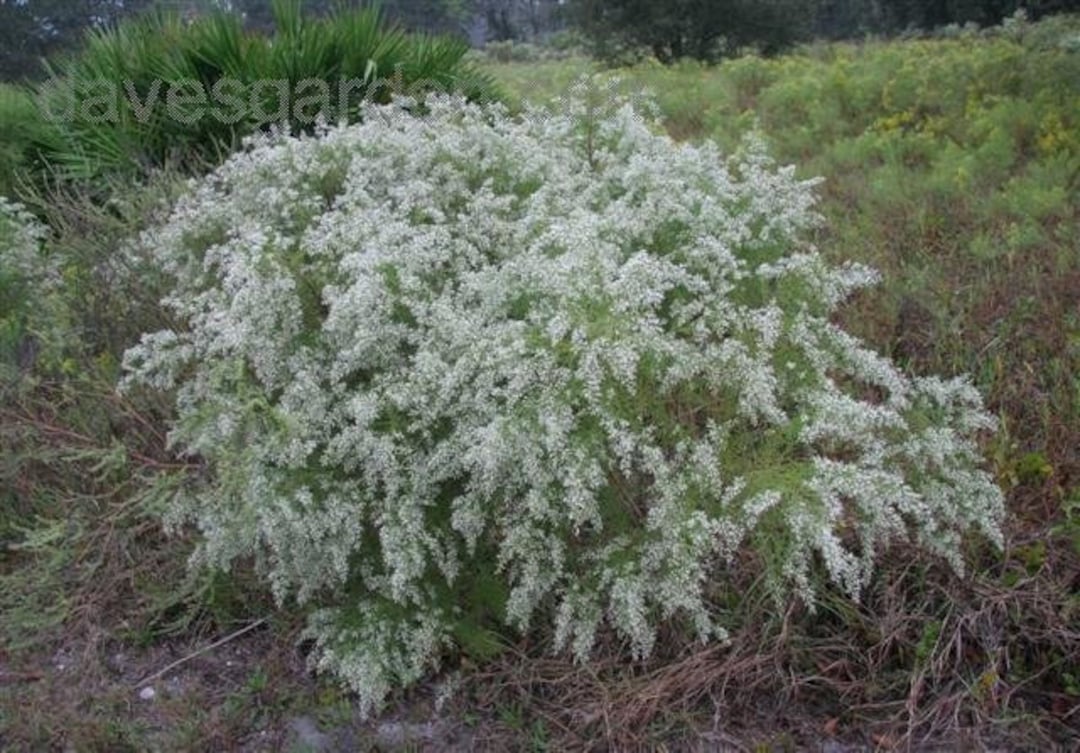 60 Dog Fennel Seeds Eupatorium Capillifolium - Insect Repellent, Smudge ...