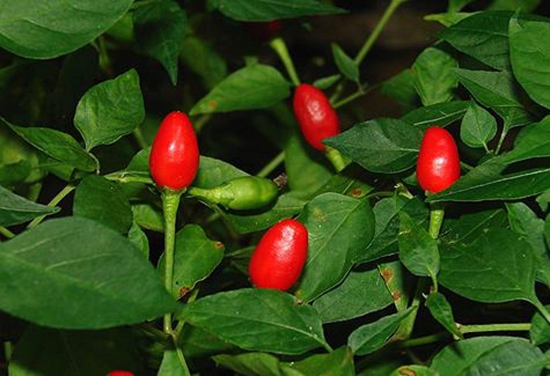 10 Florida Native Bird Pepper Seeds - Solanaceae - Etsy