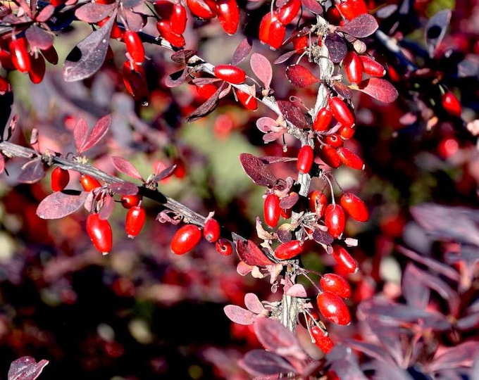 15 Seeds Common Barberry Bush Berberis Vulgaris Edible Berries - Etsy