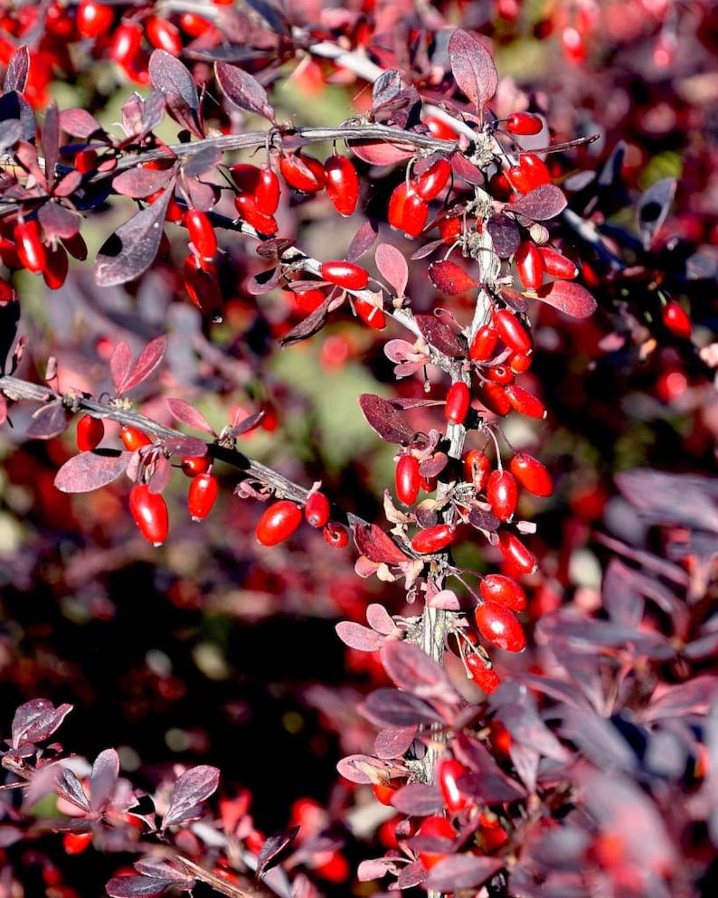 20 Seeds Common Barberry Bush - Berberis Vulgaris - Edible Berries - Etsy