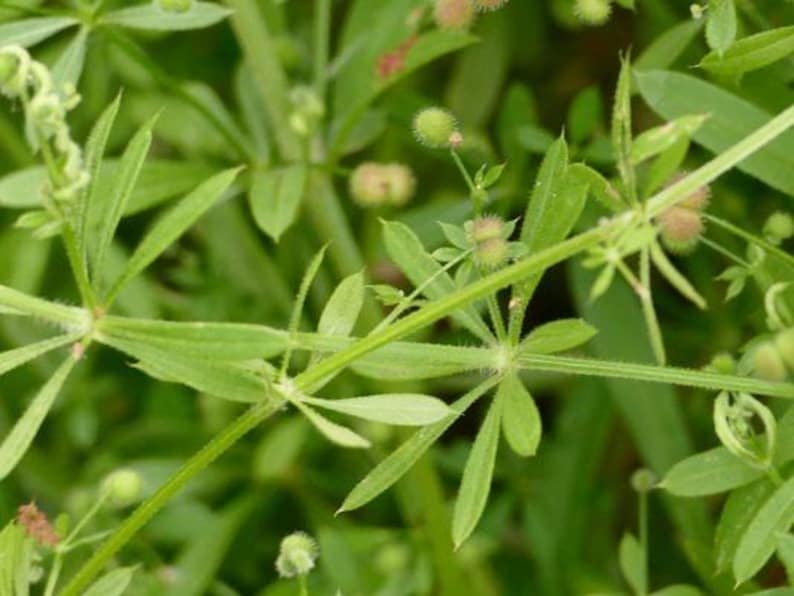 25 Cleavers Seeds - Galium Aparine - Etsy