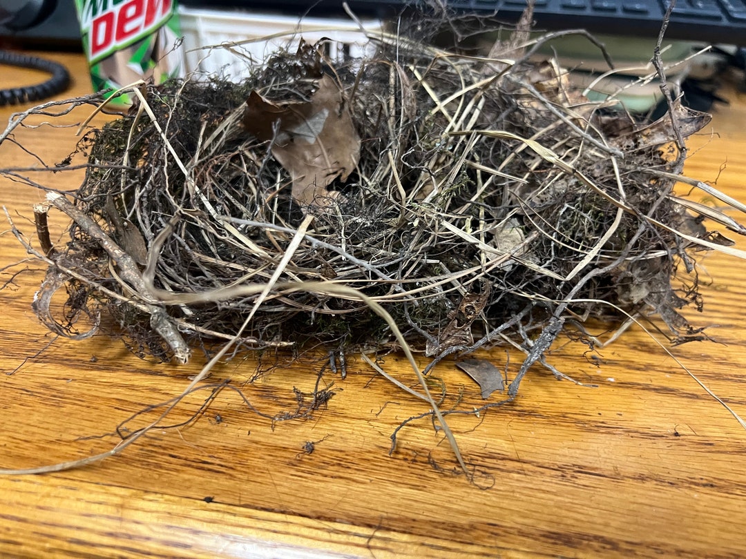Real Bird Nest Natural Found Abandoned in the Wild Woods - Etsy