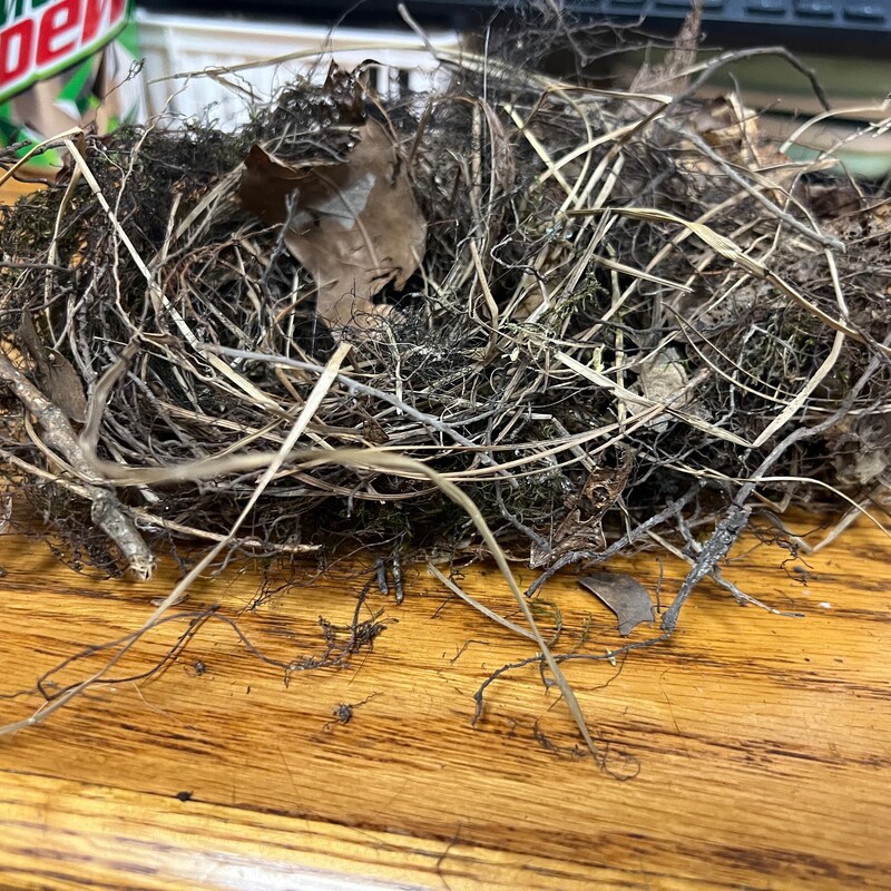 Real Birds Nest - Etsy