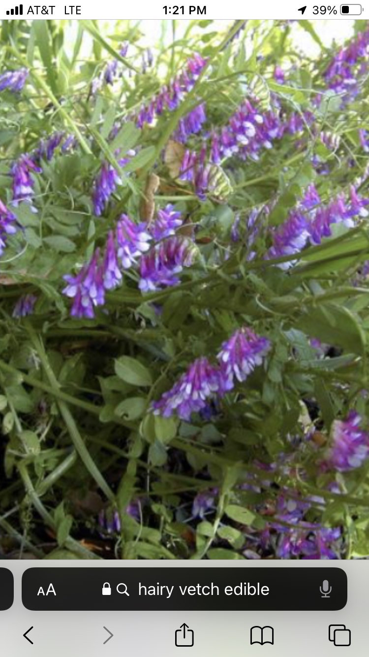 40 Seeds Hairy Vetch, Edible, Butterflies and Bees Love It - Etsy