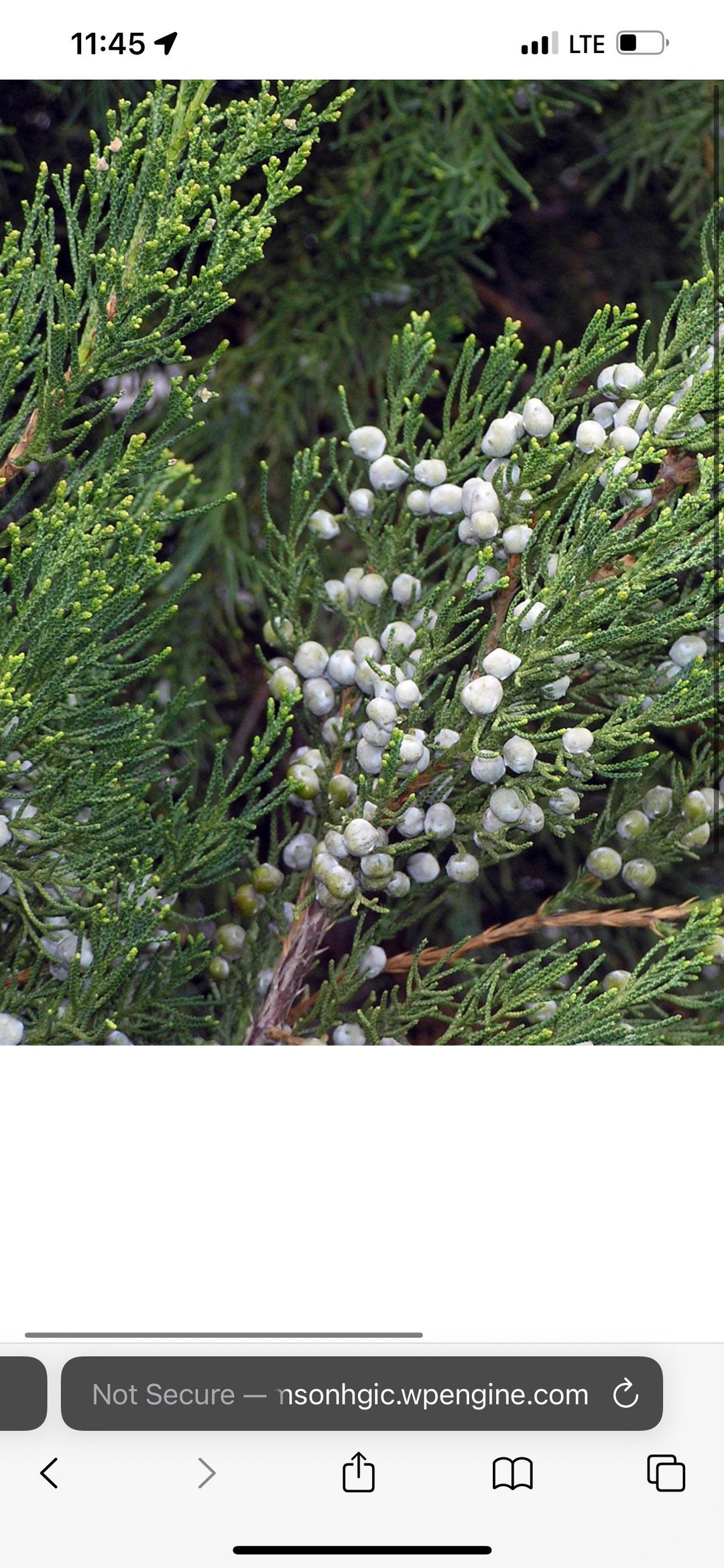 15 Seeds Common Juniper Shrub - Etsy
